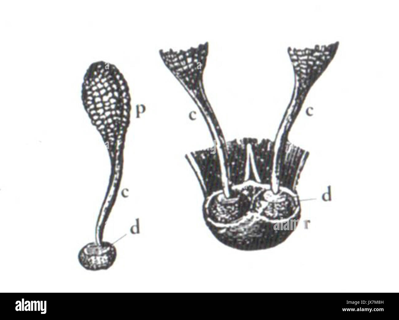 Pollinium hi-res stock photography and images - Alamy