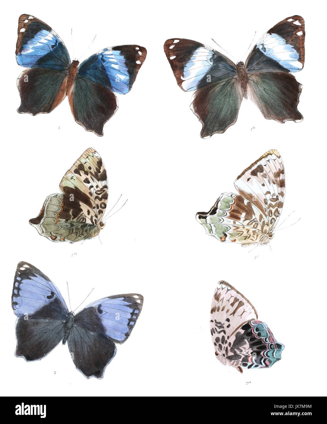 Prothoe hi-res stock photography and images - Alamy