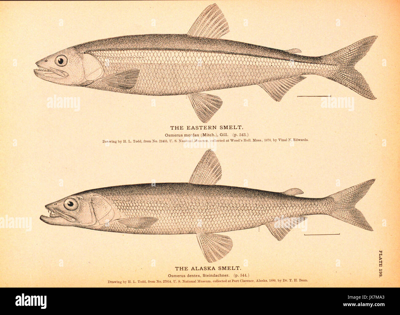 Rainbow smelt and Alaska smelt Stock Photo - Alamy