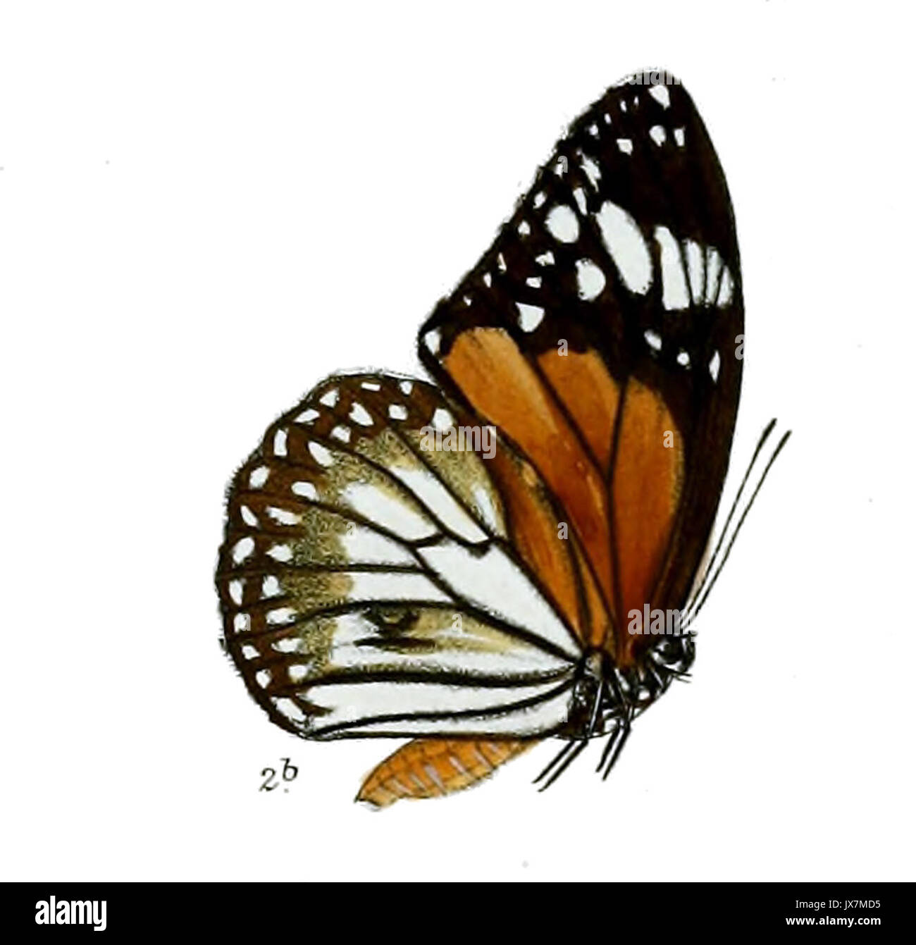 SalaturaNesippus 11 2b Stock Photo - Alamy