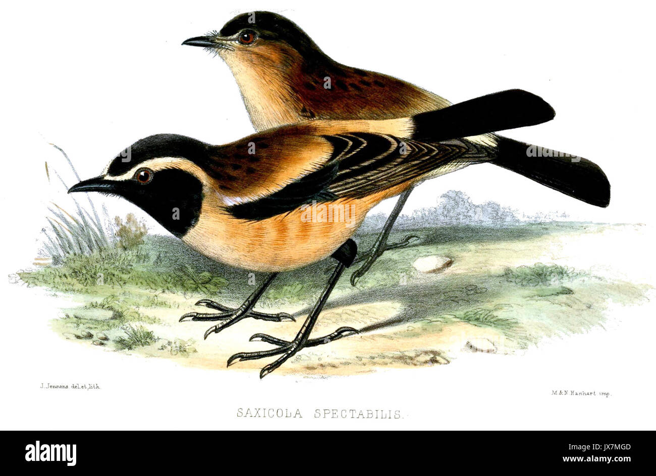 Family of turdidae Cut Out Stock Images & Pictures - Alamy