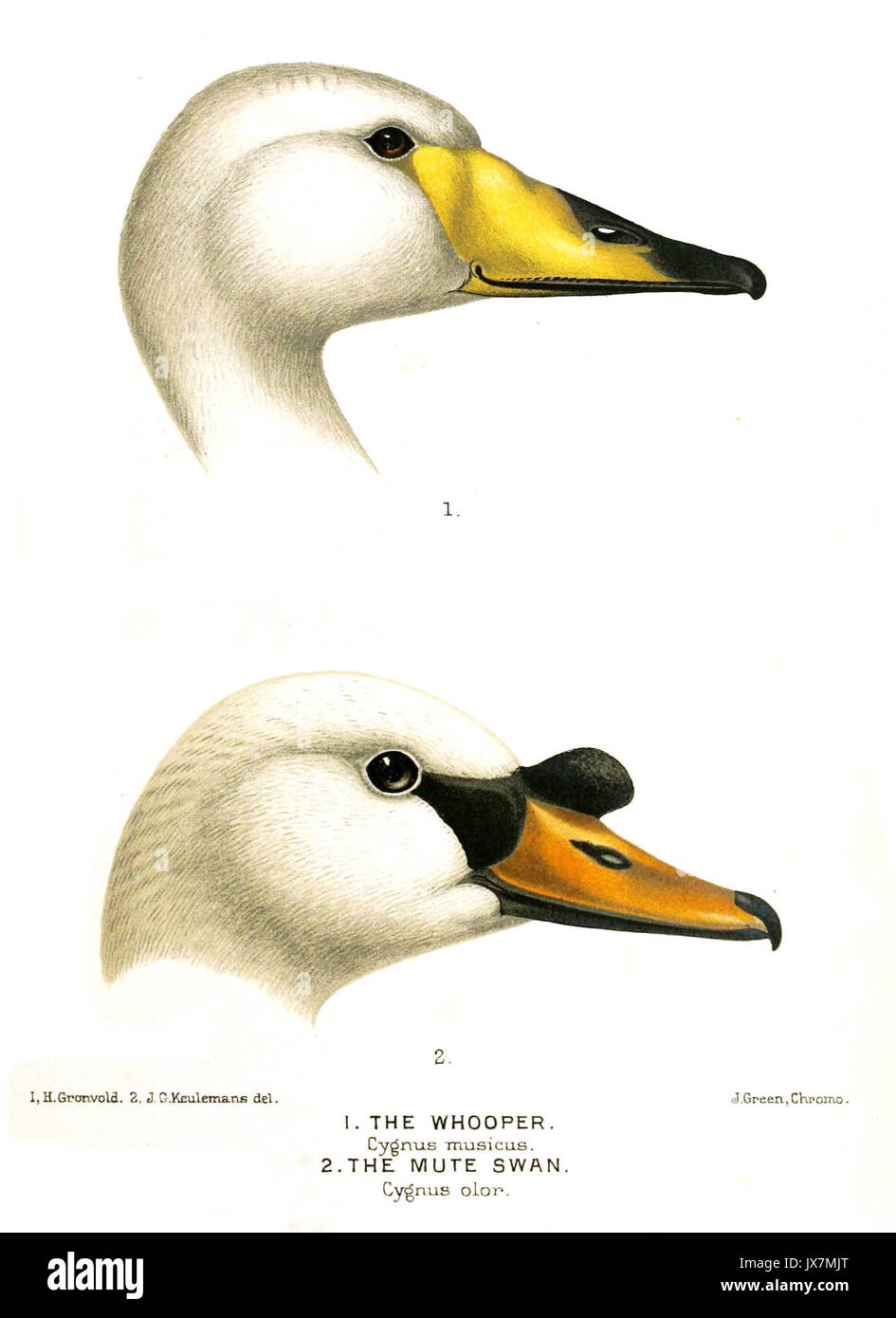 Swan heads illustration hi-res stock photography and images - Alamy