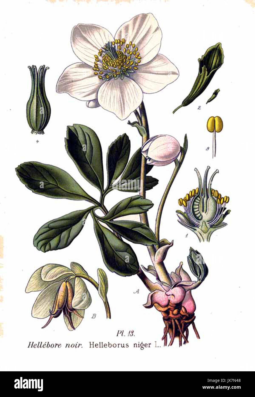 13 Helleborus niger L Stock Photo - Alamy