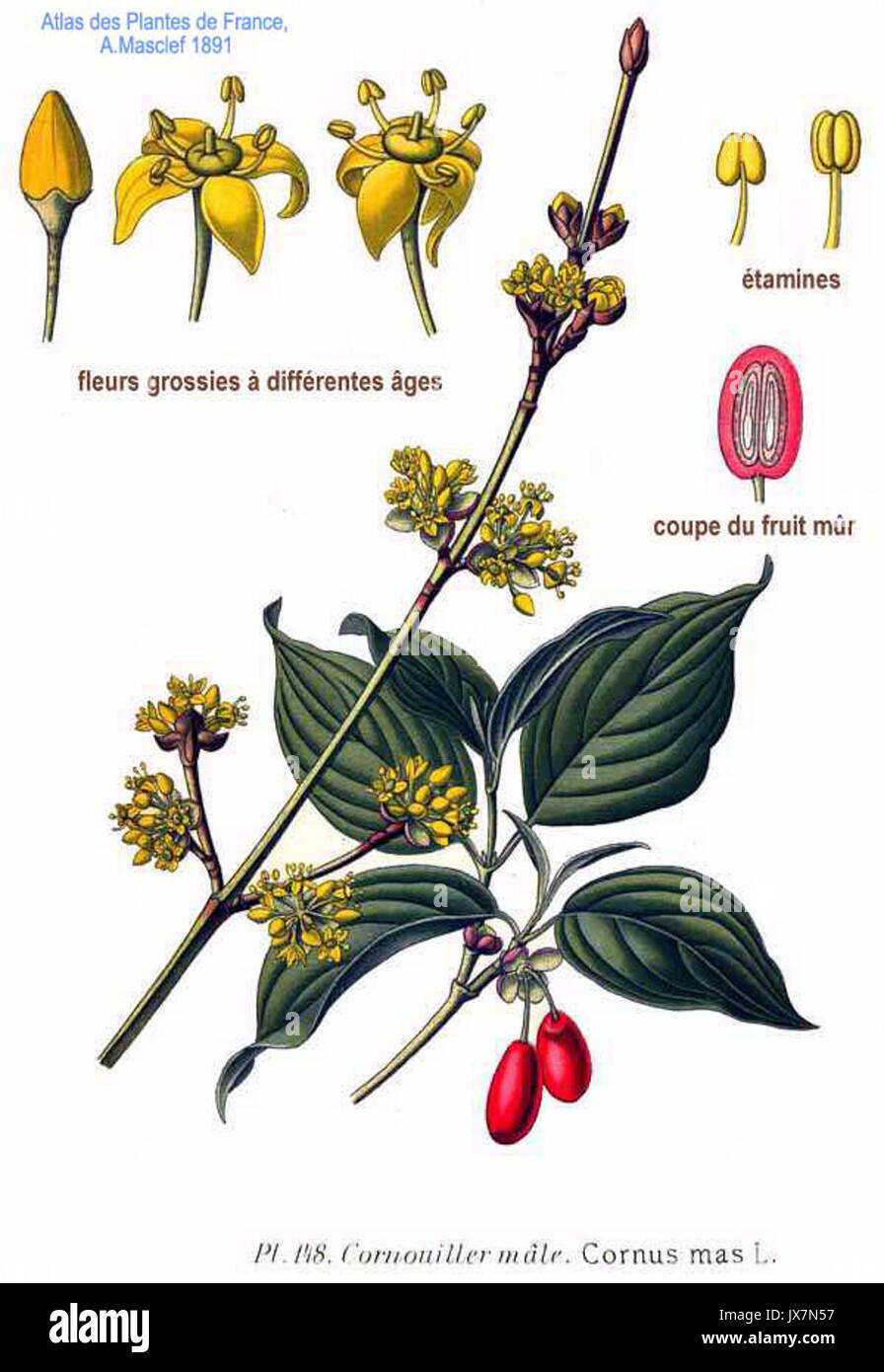 148 Cornus mas L Stock Photo - Alamy