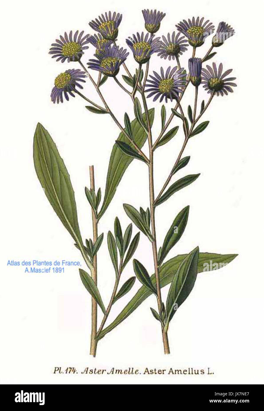 Italian aster hi-res stock photography and images - Alamy