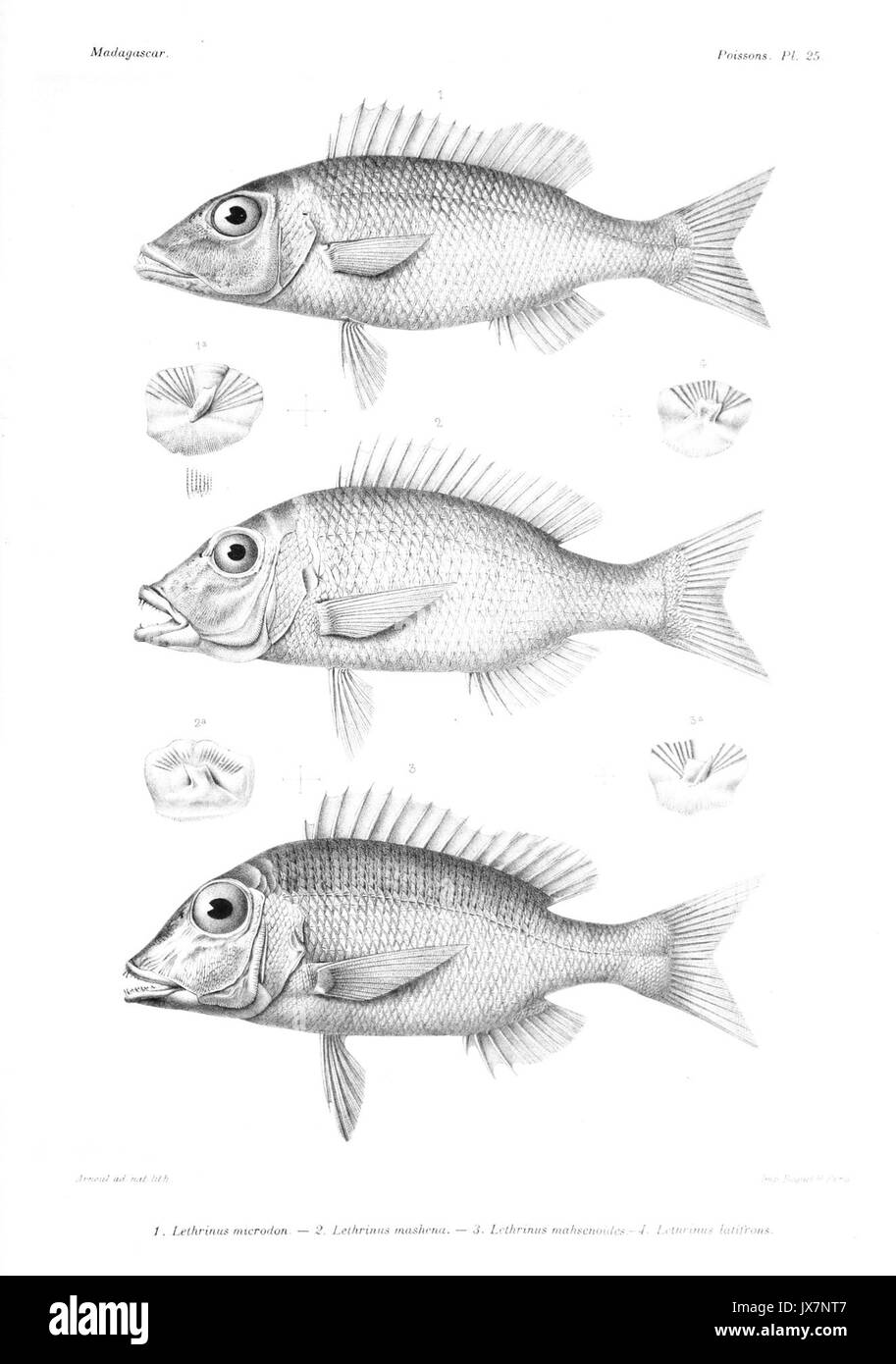Endemic fish series hi-res stock photography and images - Alamy