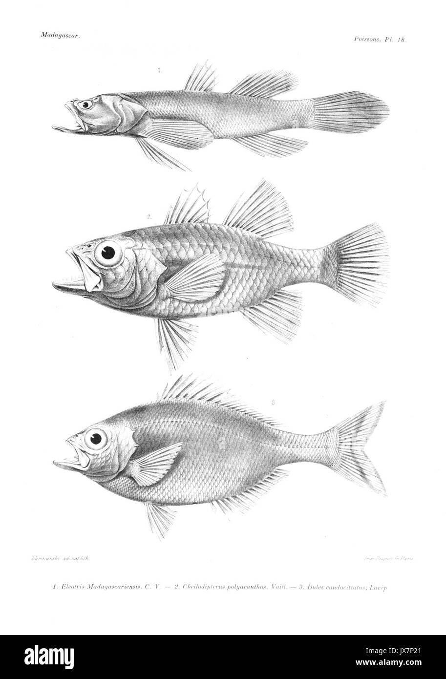 Native species of madagascar Cut Out Stock Images & Pictures - Alamy