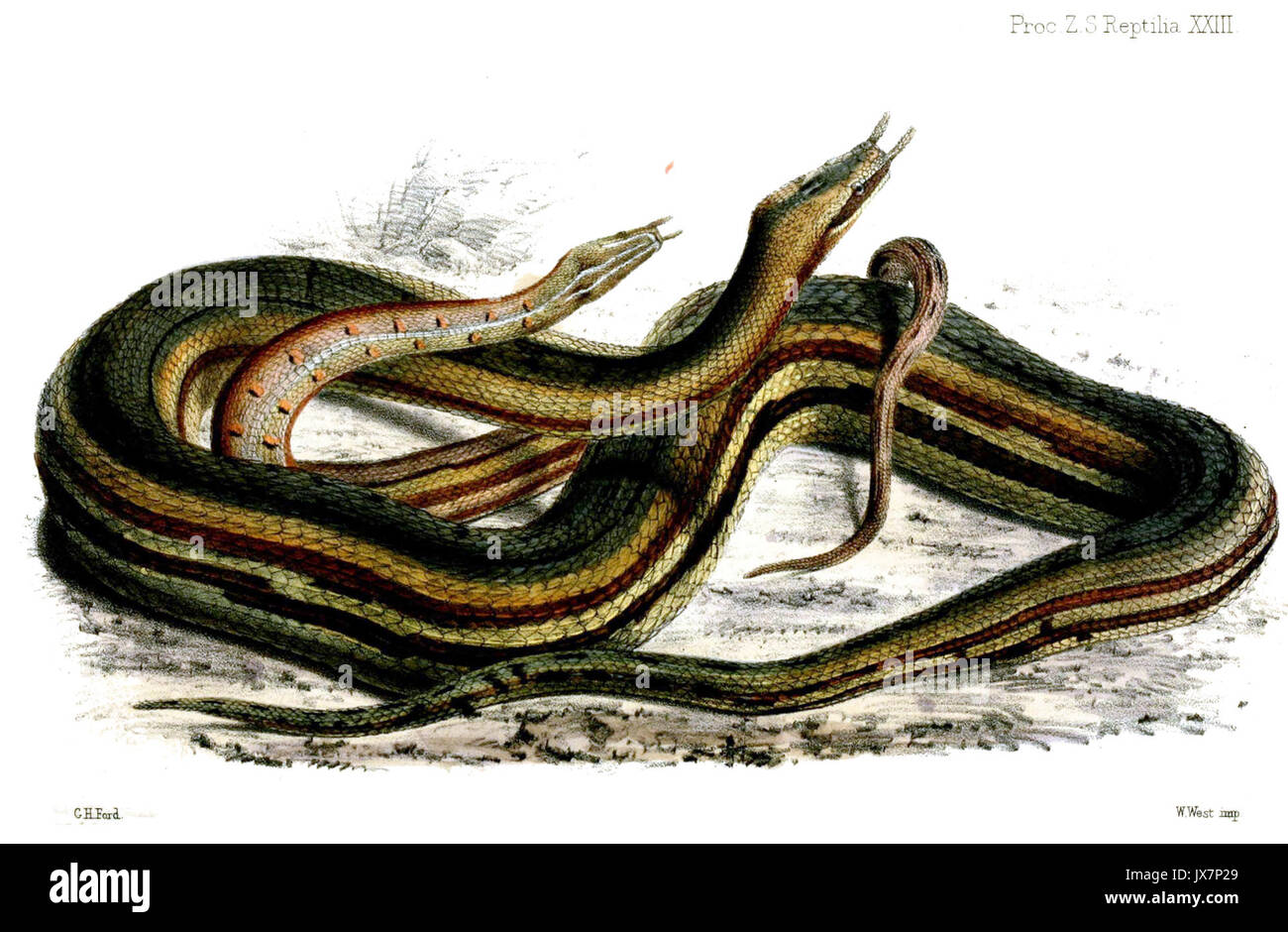 Herpeton hi-res stock photography and images - Alamy