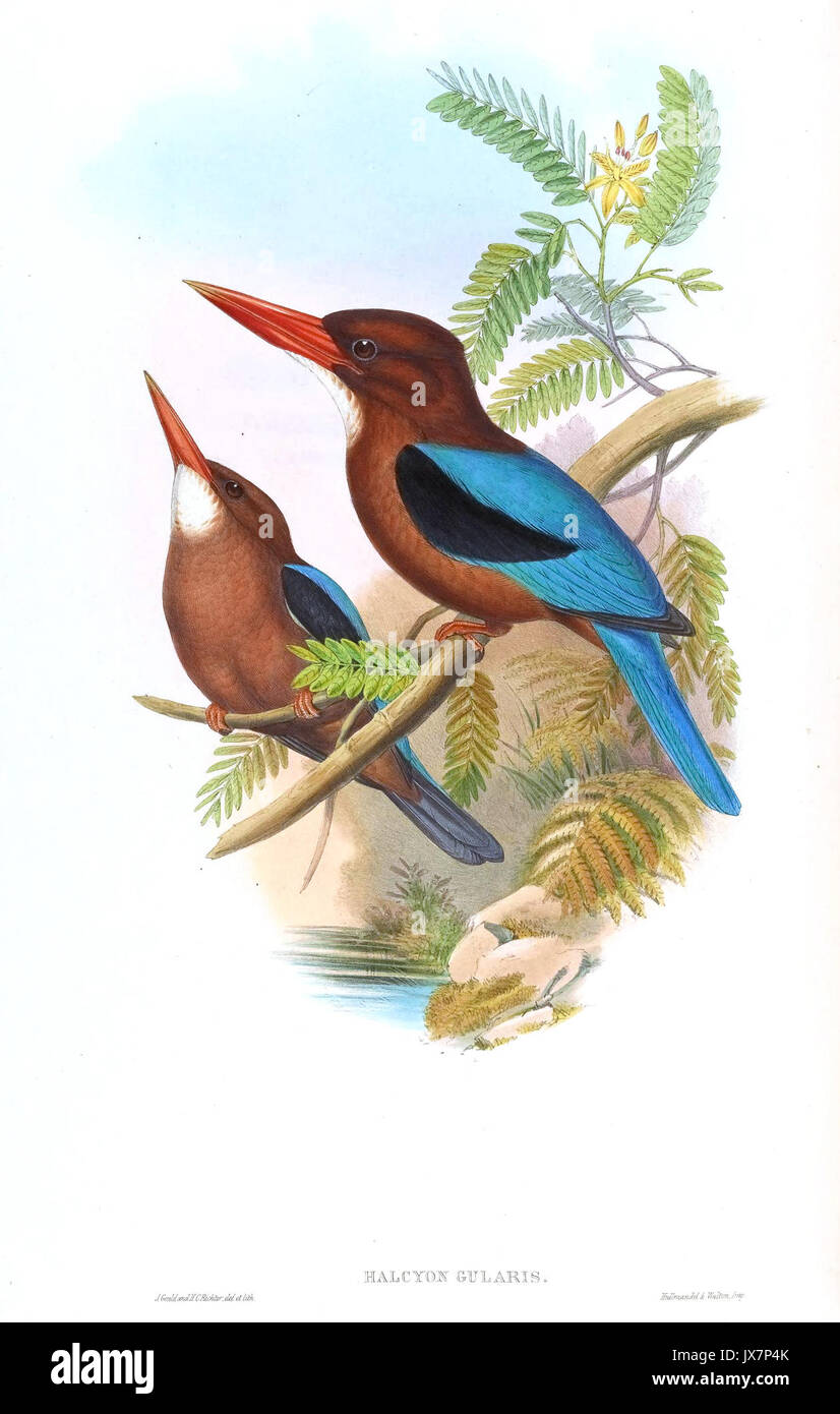 Halcyon species Cut Out Stock Images & Pictures - Alamy