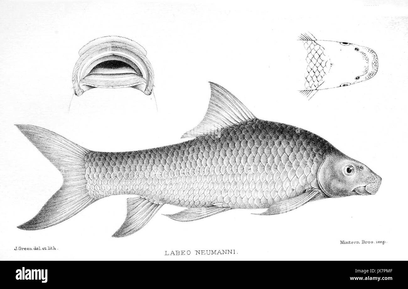 Green labeo hi-res stock photography and images - Alamy