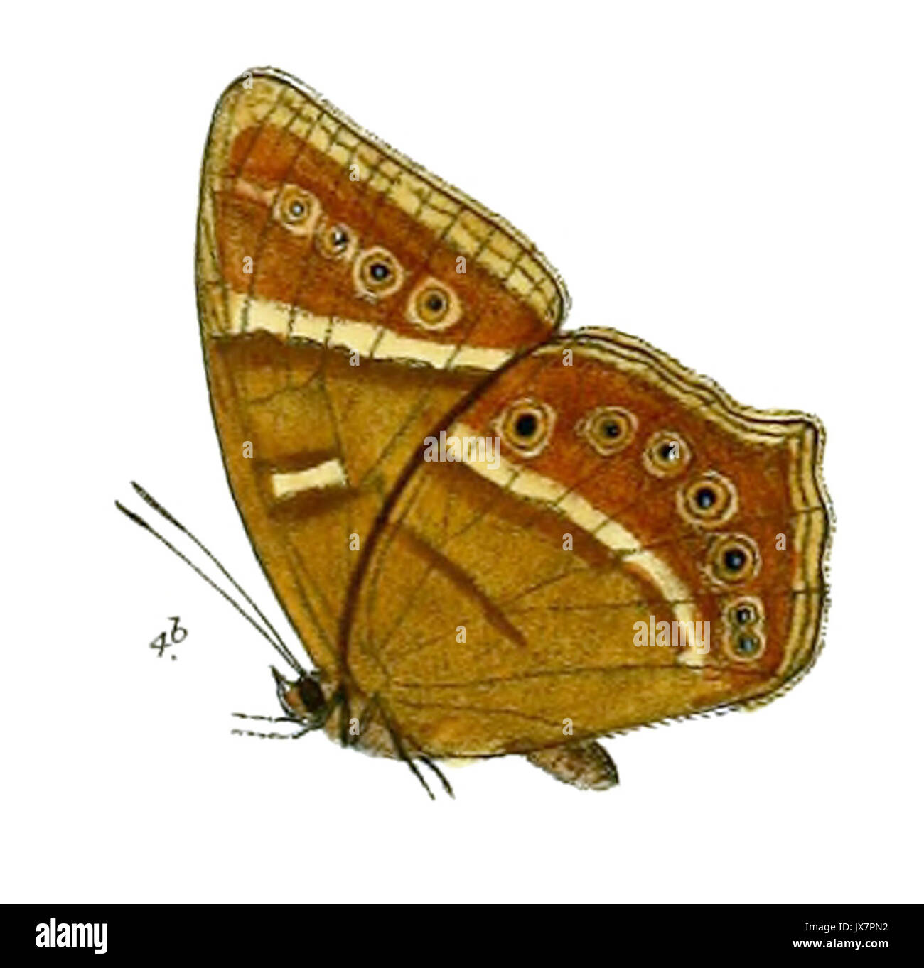 Lethe painting hi-res stock photography and images - Alamy