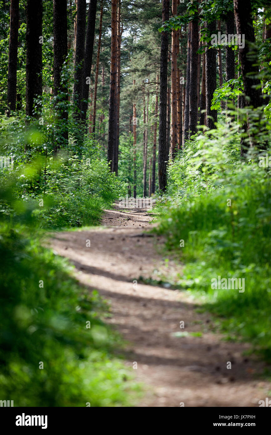 Dark Forest Path Background