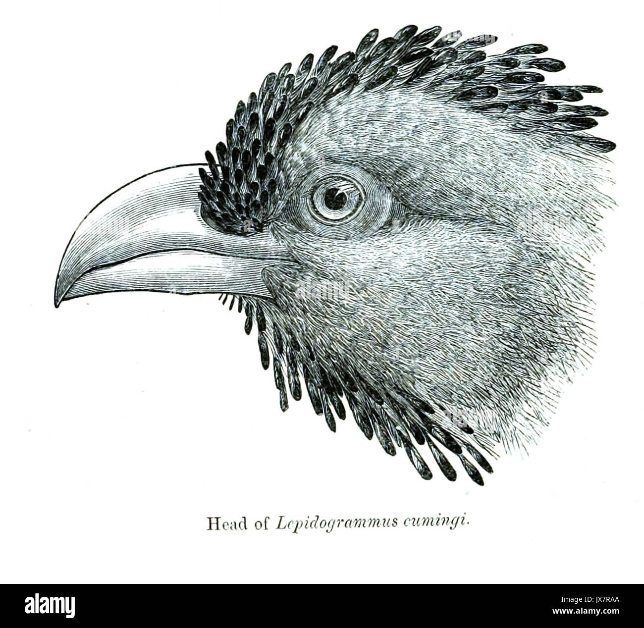 Lepidogrammus cumingi hi-res stock photography and images - Alamy