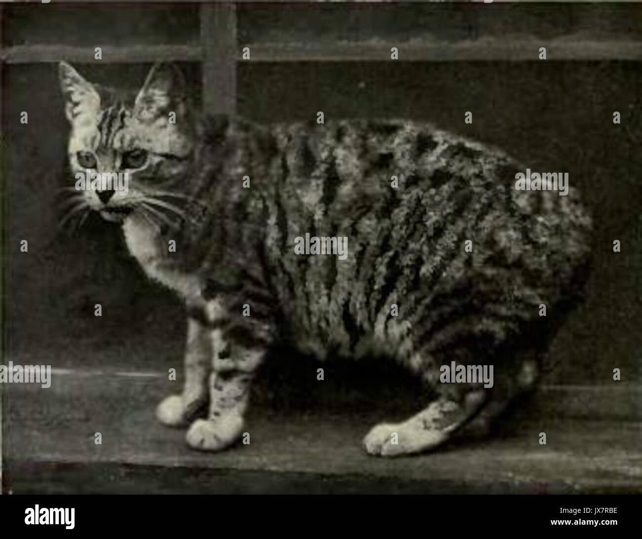 Manx line hi-res stock photography and images - Alamy