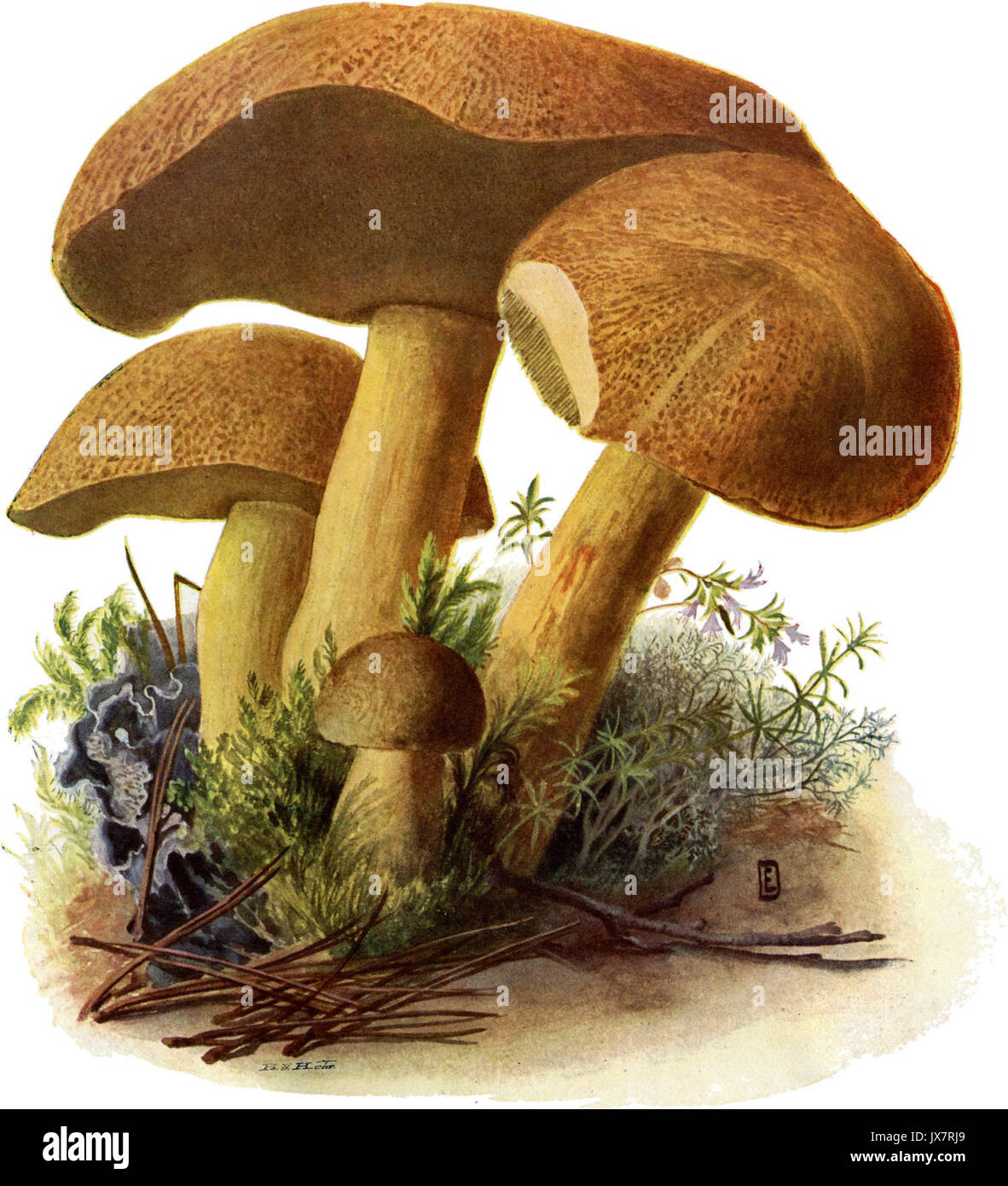 Pilze d Heimat, T 12 Boletus variegatus Stock Photo - Alamy