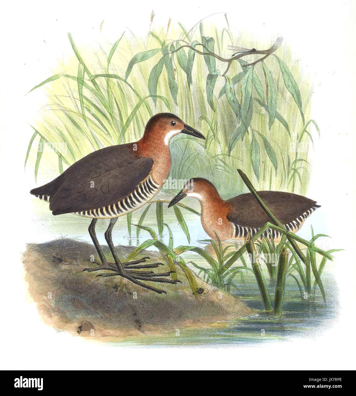 Endangered secretive bird Cut Out Stock Images & Pictures - Alamy