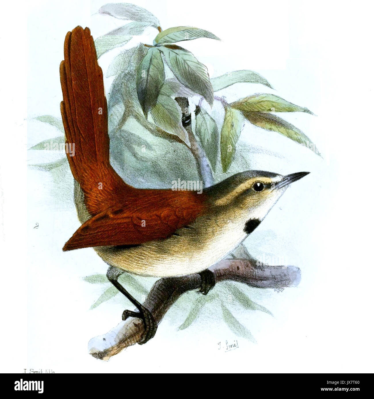 Scutata hi-res stock photography and images - Alamy