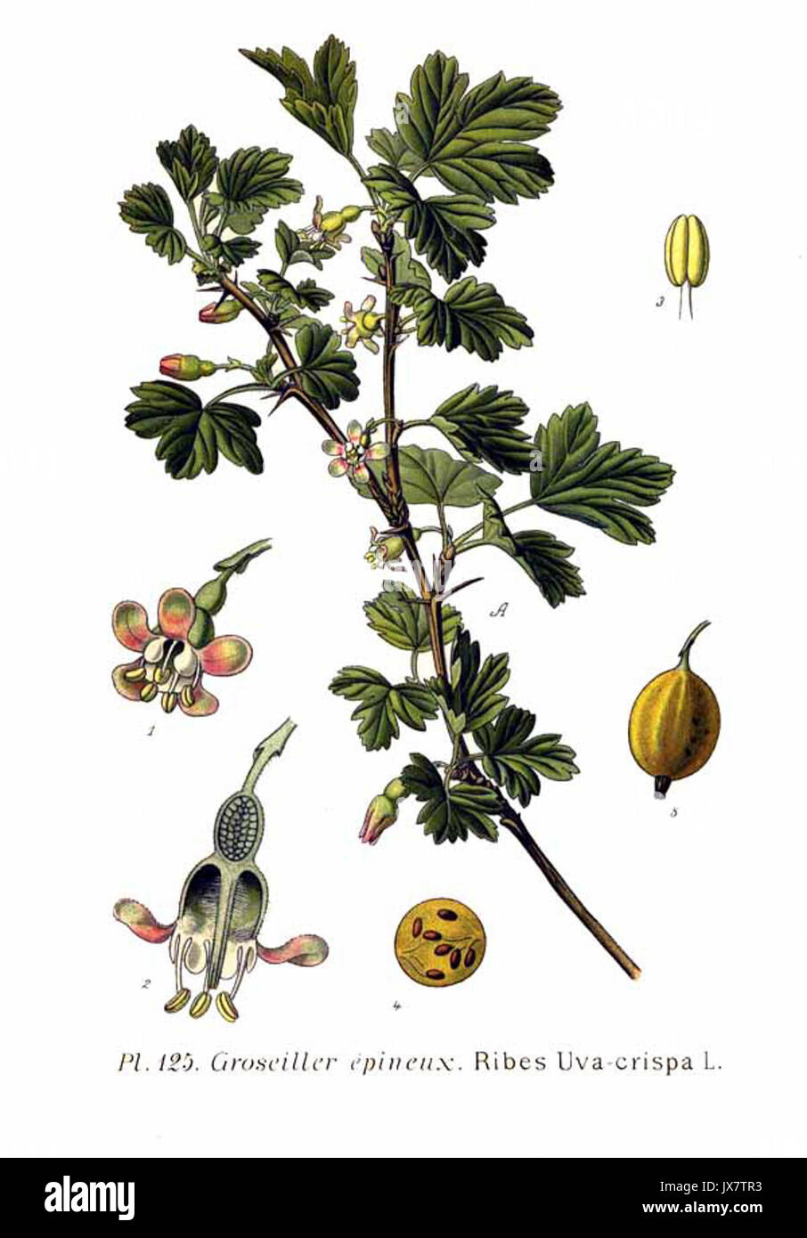 125 Ribes uva crispa L Stock Photo - Alamy