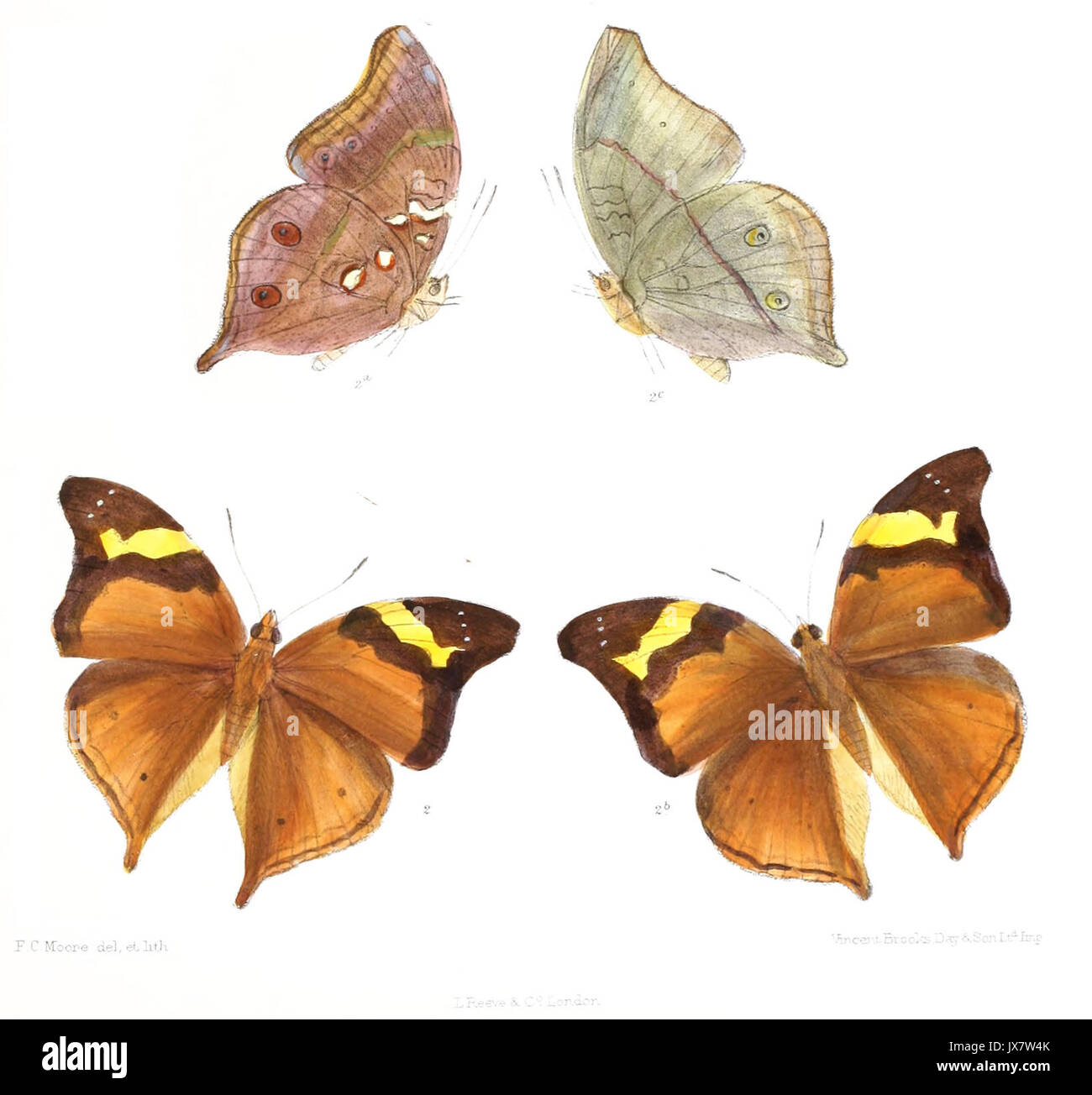 Islands andaman Cut Out Stock Images & Pictures - Alamy