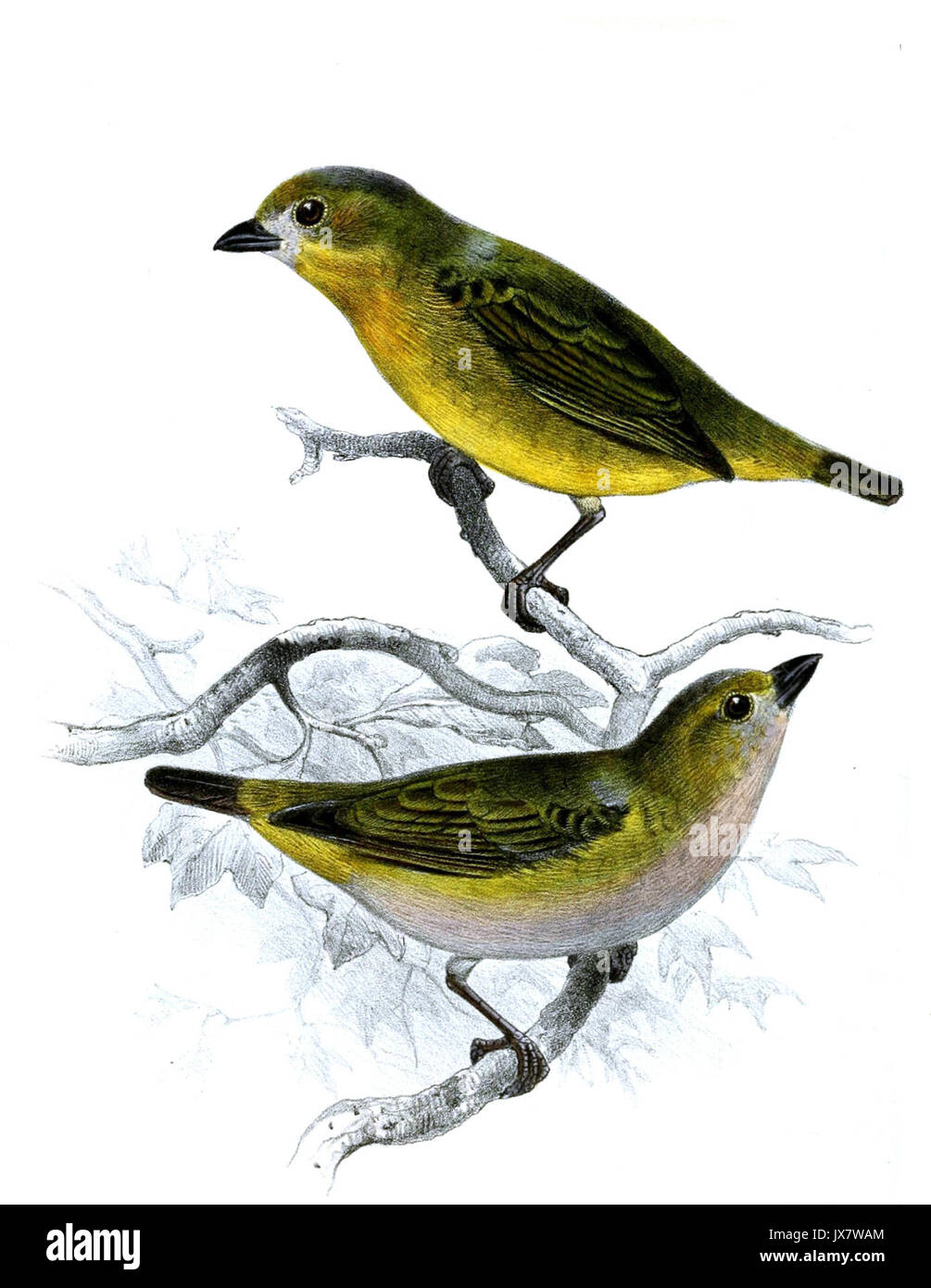 Euphonia watching hi-res stock photography and images - Alamy
