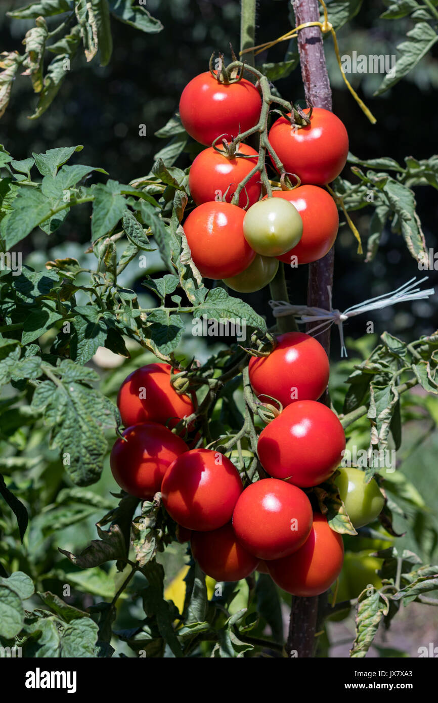 Tomatos Bush High Resolution Stock Photography and Images - Alamy