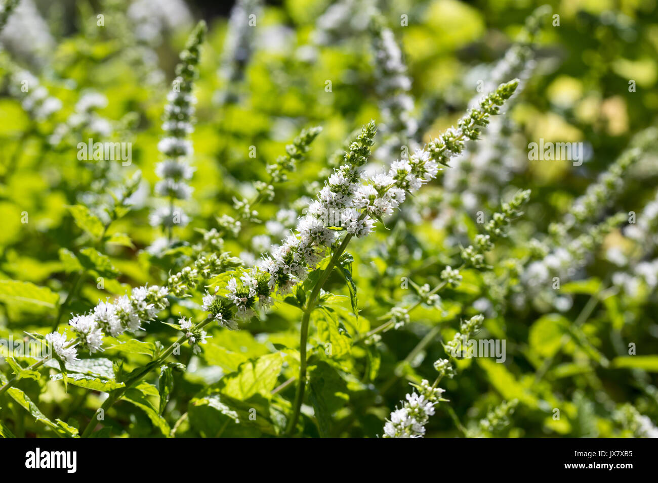 Blooming peppermint plant growing in the garden Stock Photo - Alamy