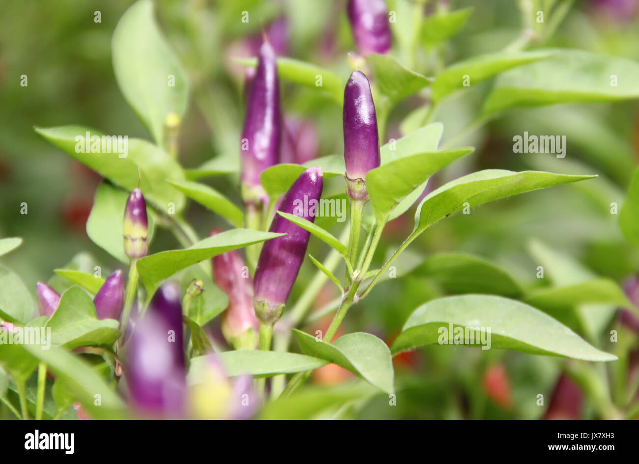 Small purple chili pepper Stock Photo - Alamy