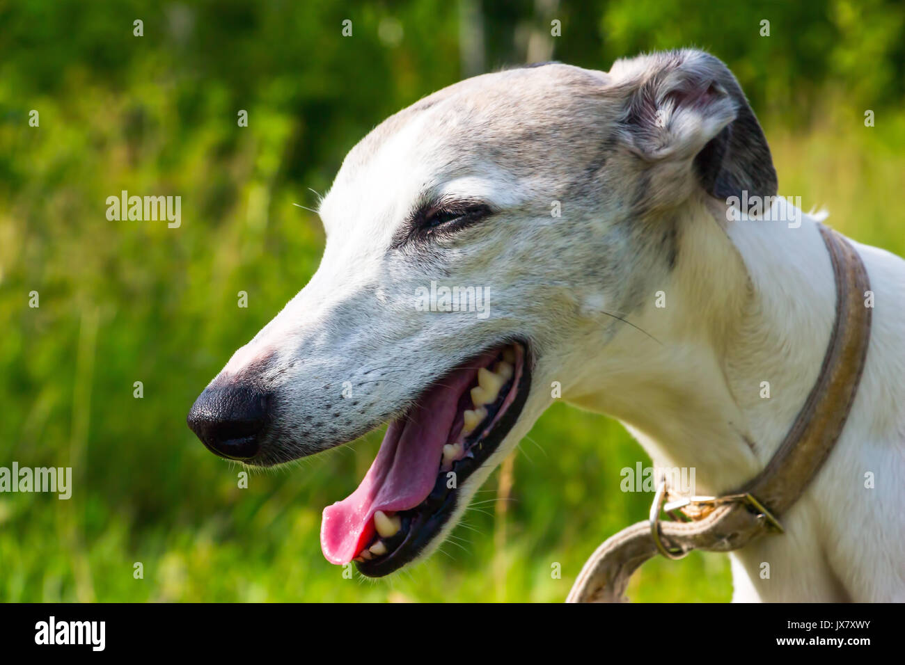 Portrait English greyhound Stock Photo - Alamy