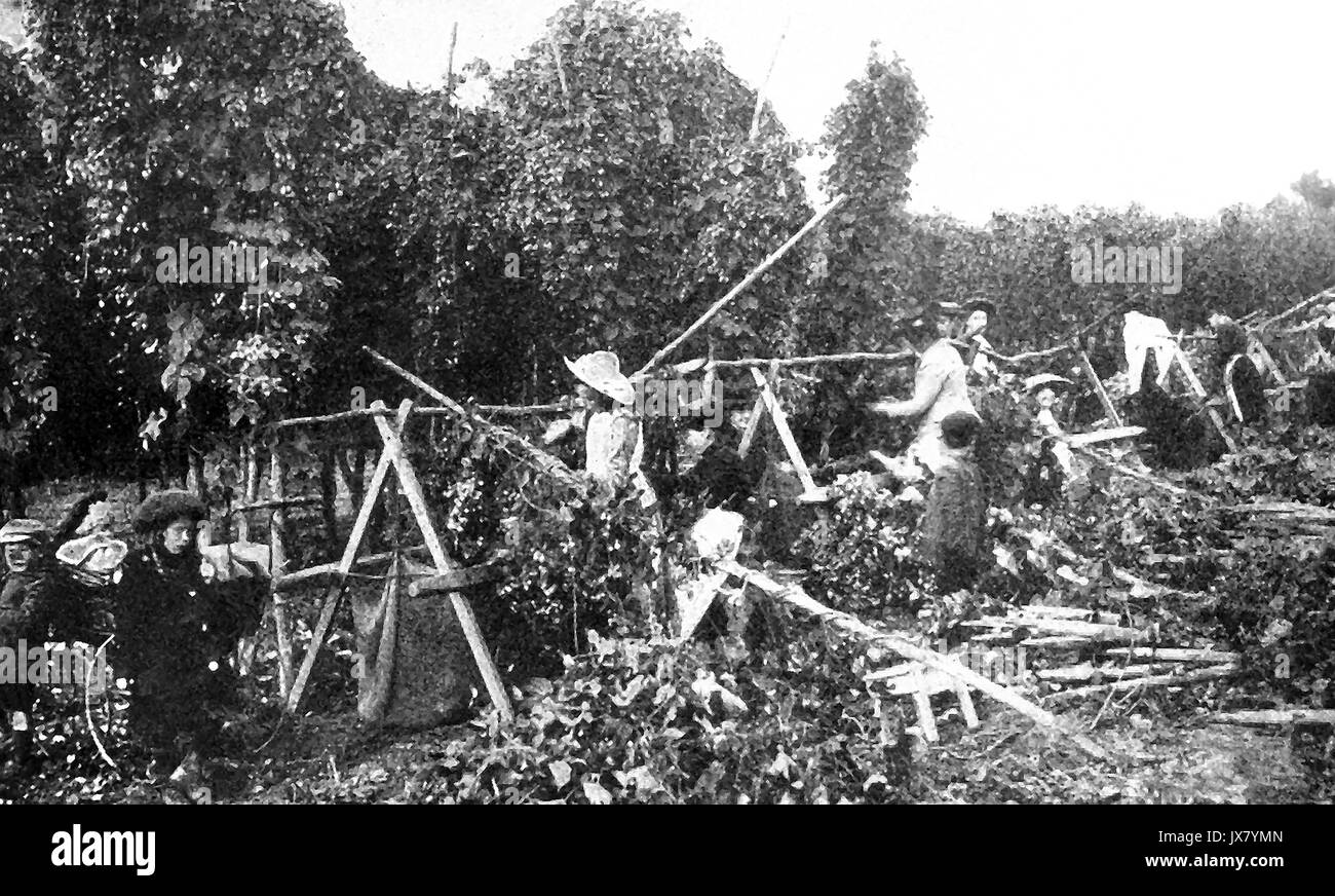 Hop picking in Kent, England in 1920 Stock Photo - Alamy