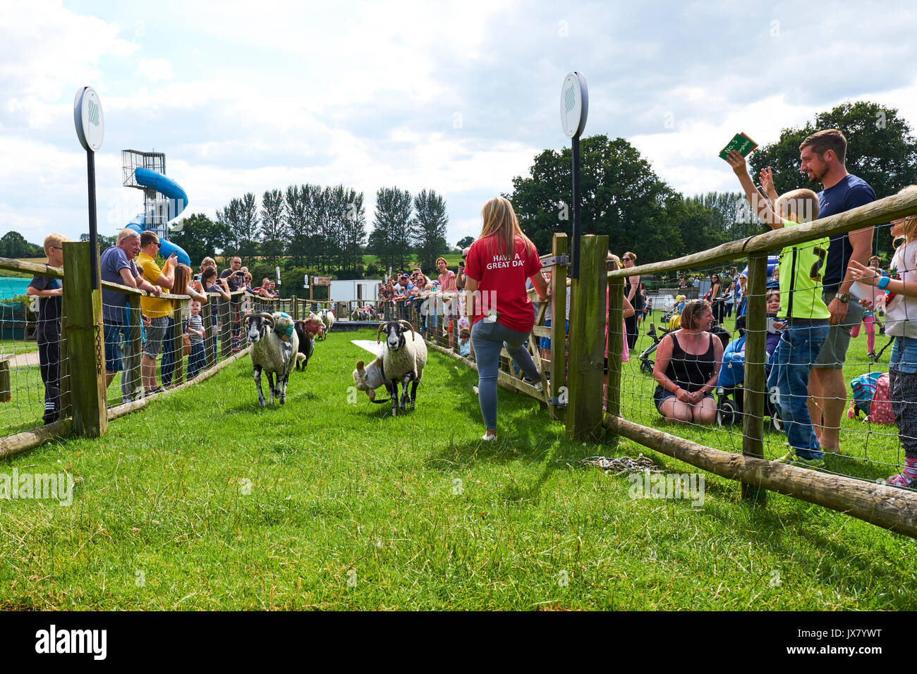 Sheep Racing At Hatton Adventure World, Hatton, Warwickshire, UK Stock ...