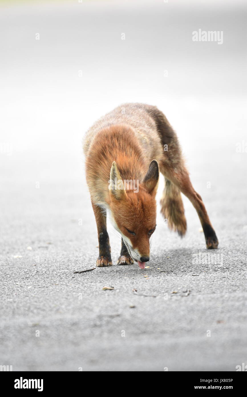 Urban Red Fox scavenging for food on a path in a park Stock Photo - Alamy