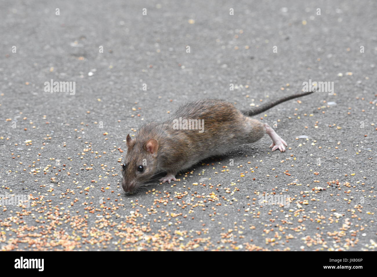 Brown rat feeding on grain on a tarmac path in a London park Stock ...