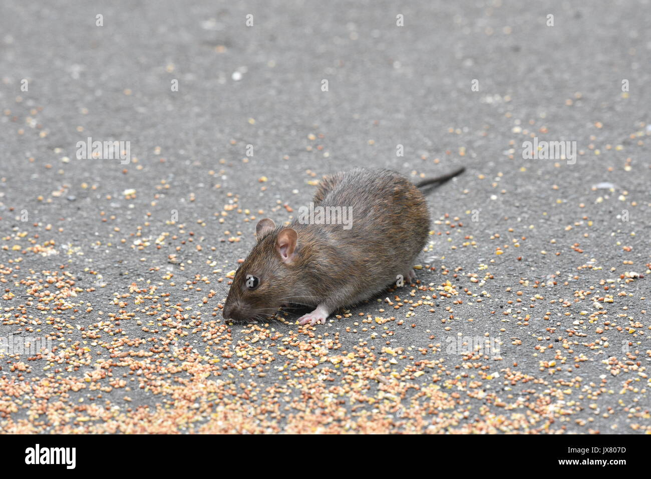 Grain feeding pest hi-res stock photography and images - Alamy
