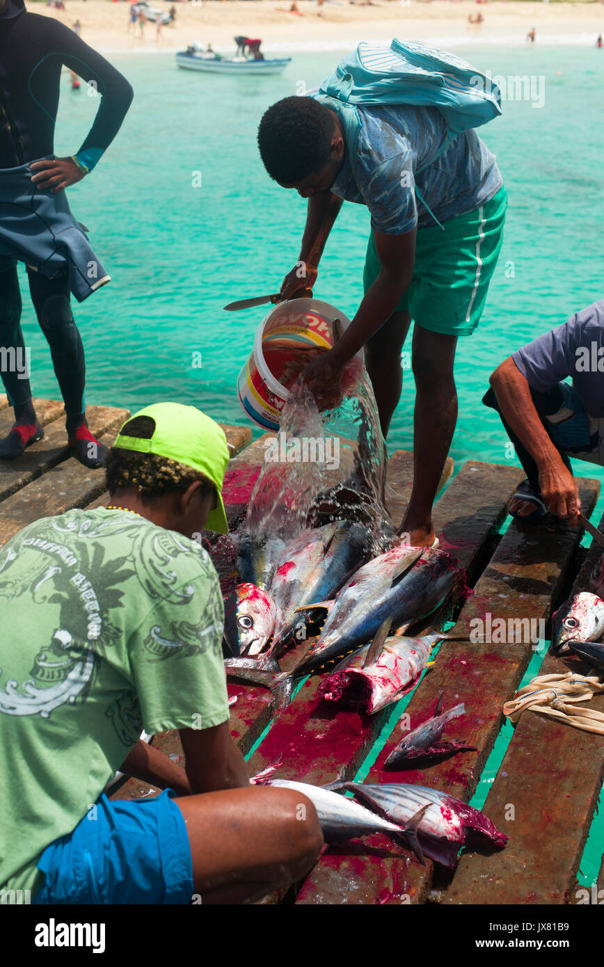 Washing freshly caught fish, Cape Verde Stock Photo - Alamy