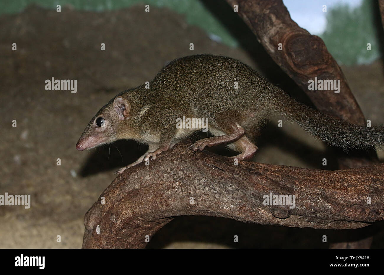 Southeast Asian Belanger's Treeshrew (Tupaia belangeri), a.k.a ...