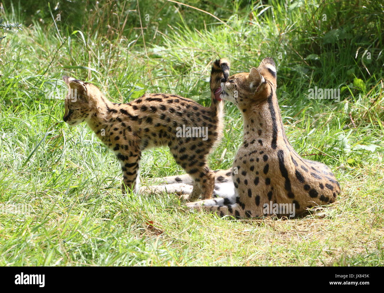 Mother African Serval (Leptailurus serval) cleaning the fur of her baby ...