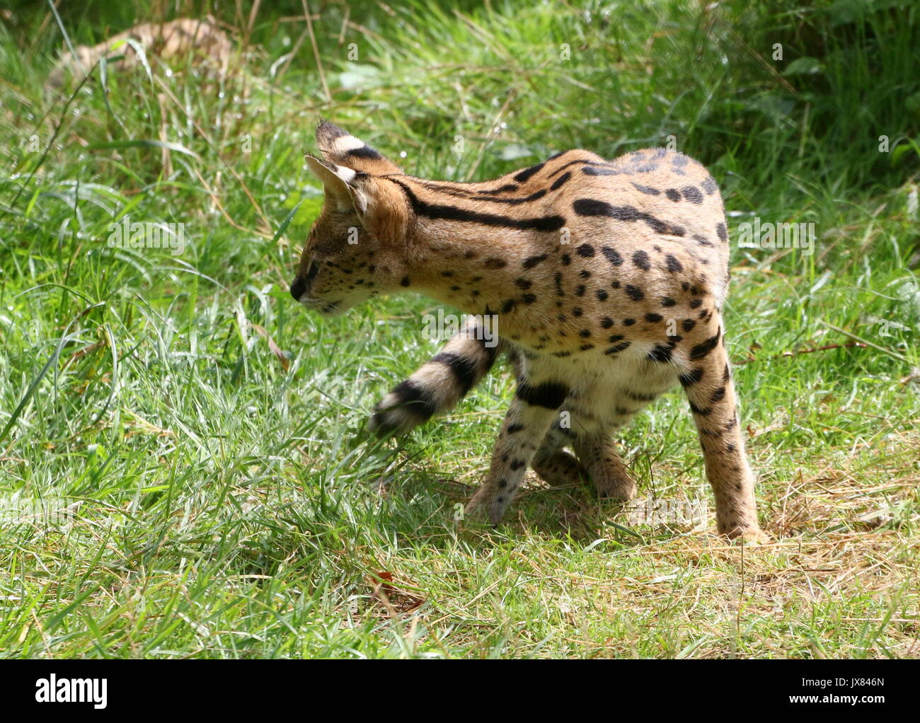 Female African Serval (Leptailurus serval Stock Photo - Alamy
