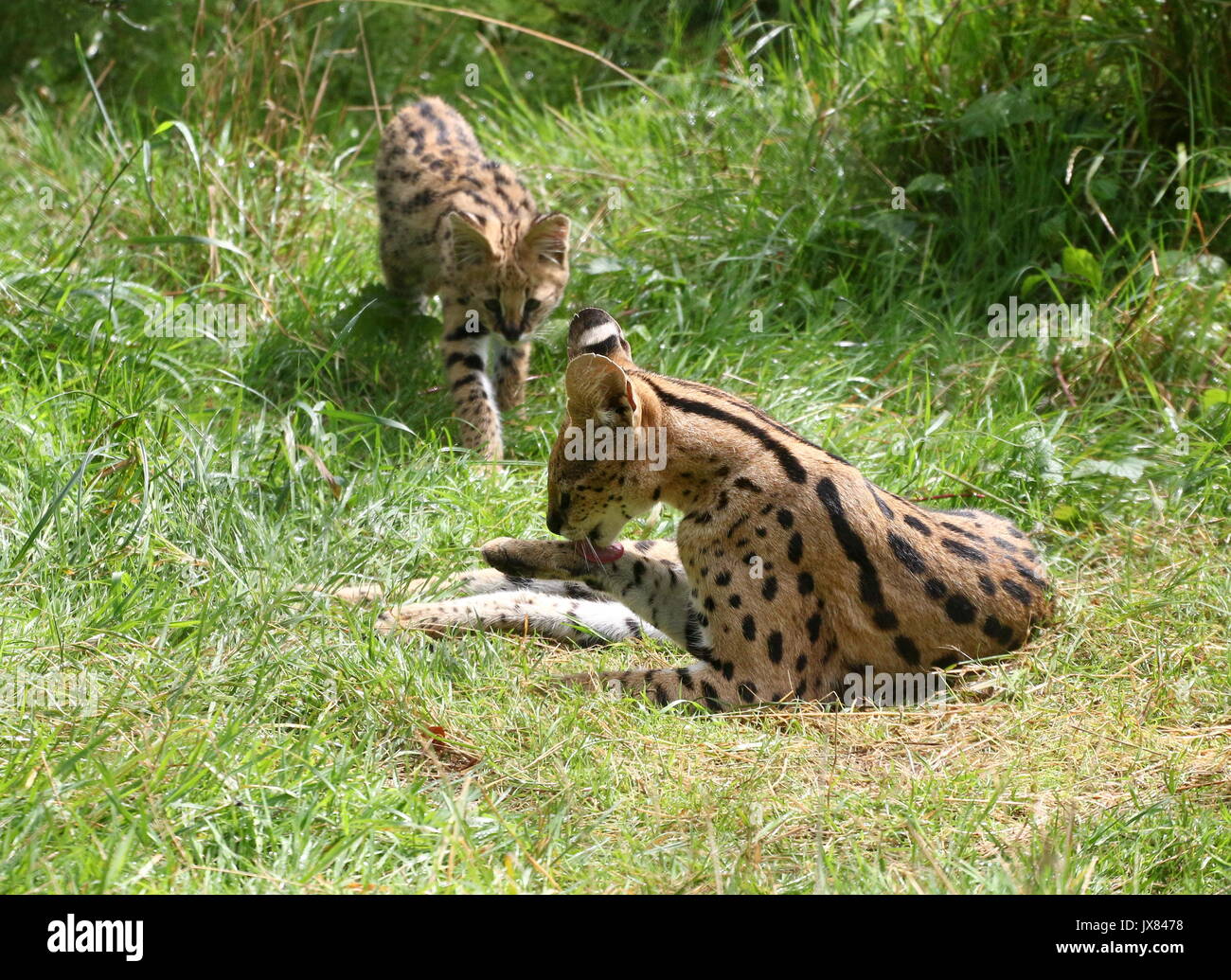 Resting mother African Serval (Leptailurus serval) with her newborn cub ...