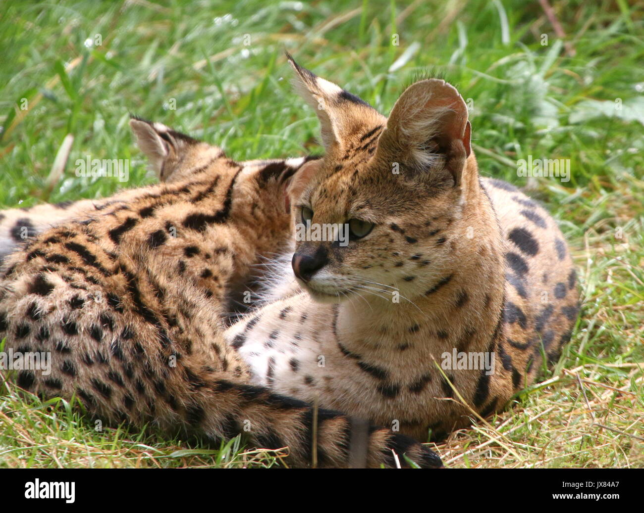 Mother African Serval (Leptailurus serval) with frolicking newborn cub ...
