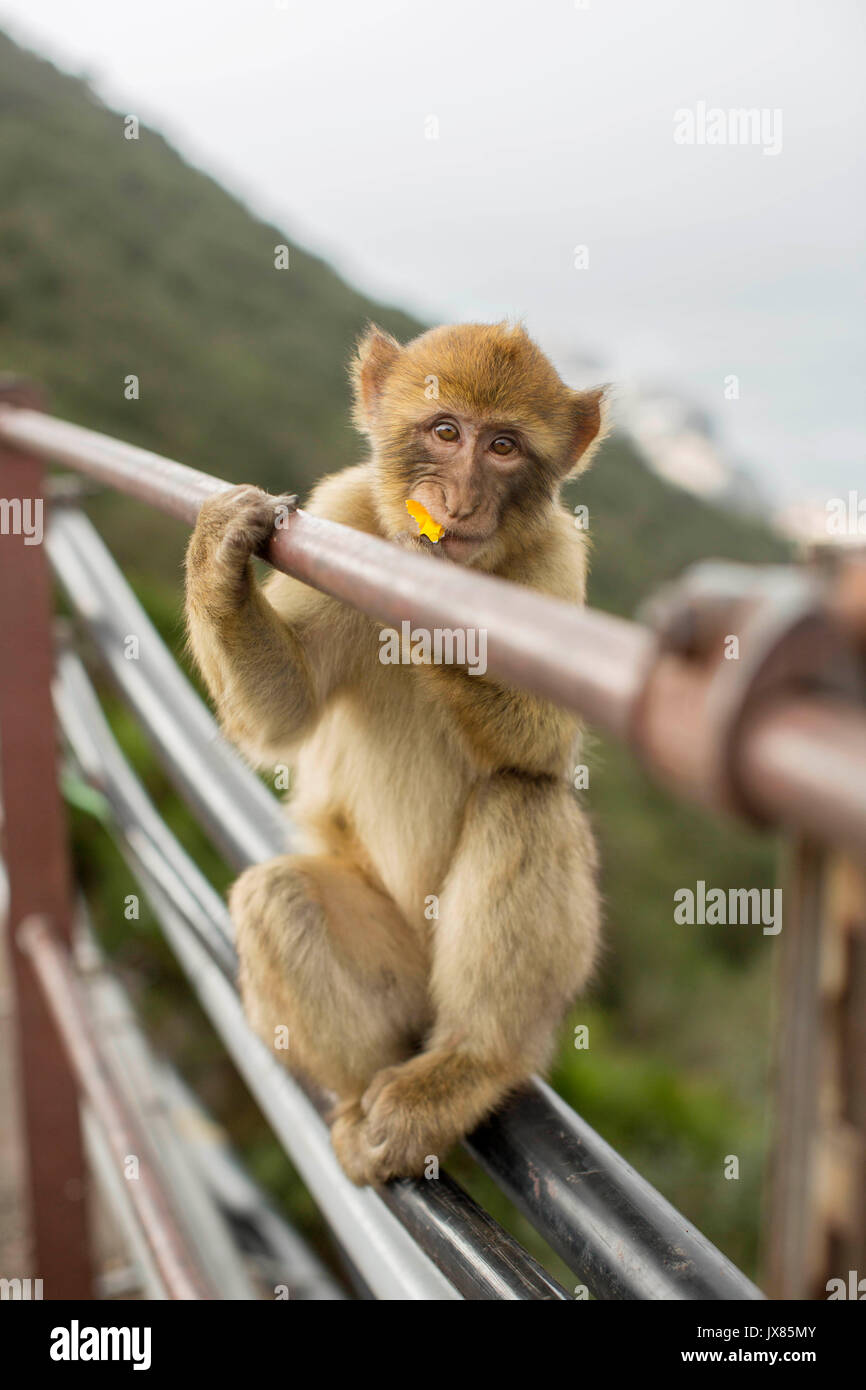 A young Barbary macaque chews on a yellow wrapper whilst hanging onto ...