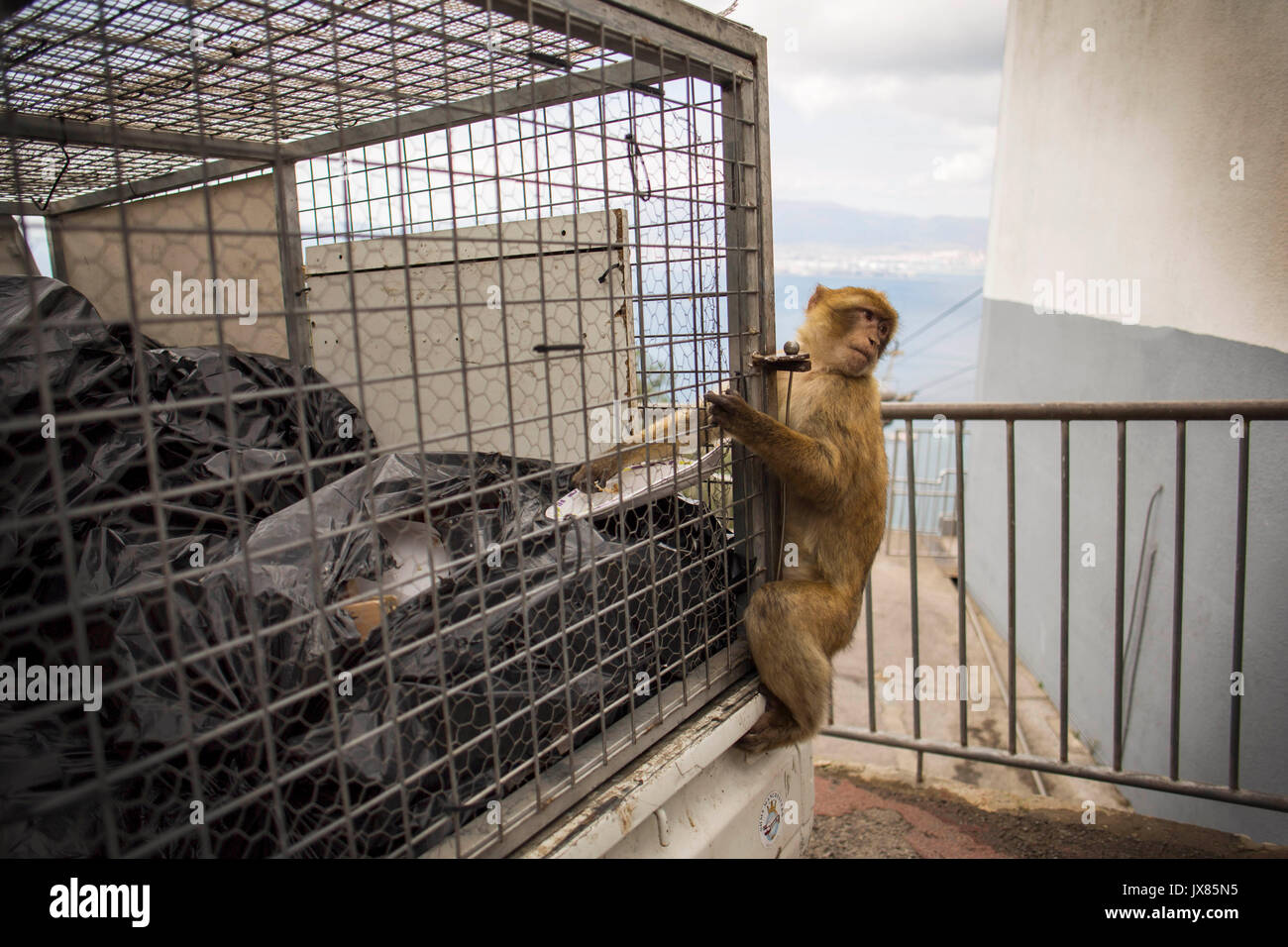 A young Barbary macaque reaches into the back of a refuge truck in ...