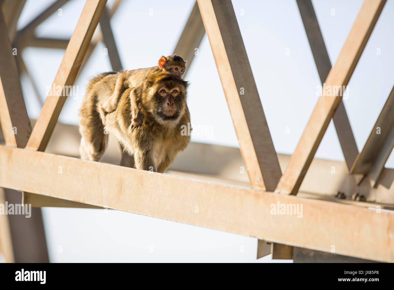 A female Barbary macaque walks across a steel structure with a one year ...