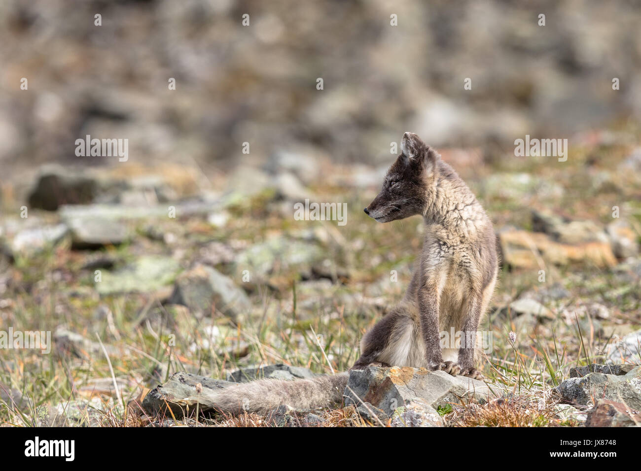 Arctic fox cub looking to the side, Svalbard Stock Photo - Alamy