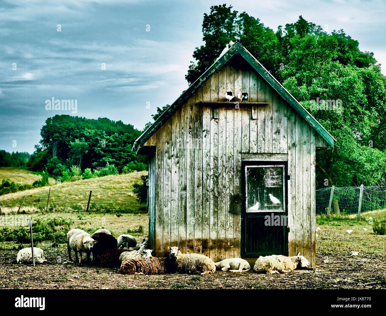 Little barn surrounded by sheeps and doves hut farm farming rural Stock ...