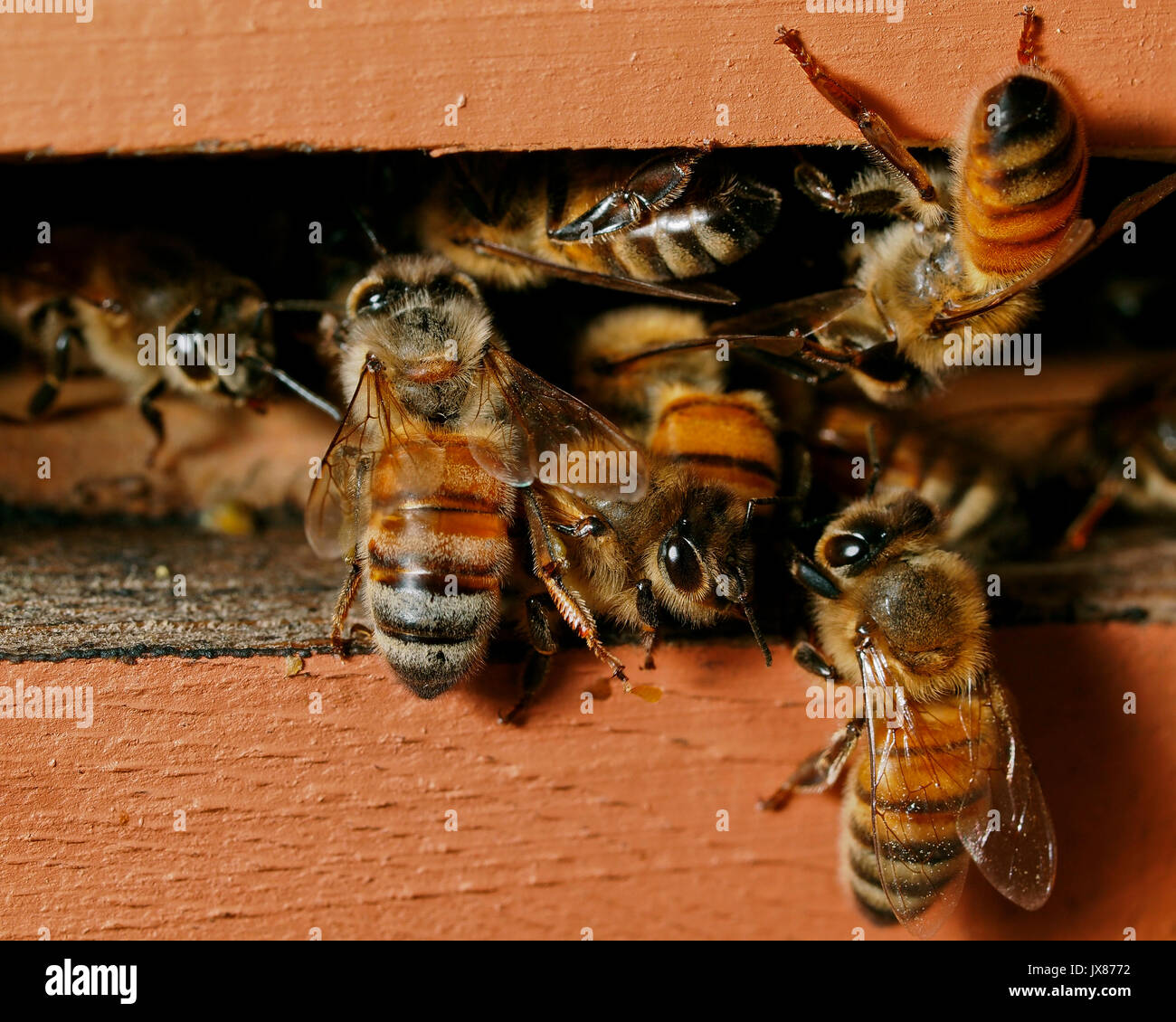 Cute macro honey bee hi-res stock photography and images - Alamy