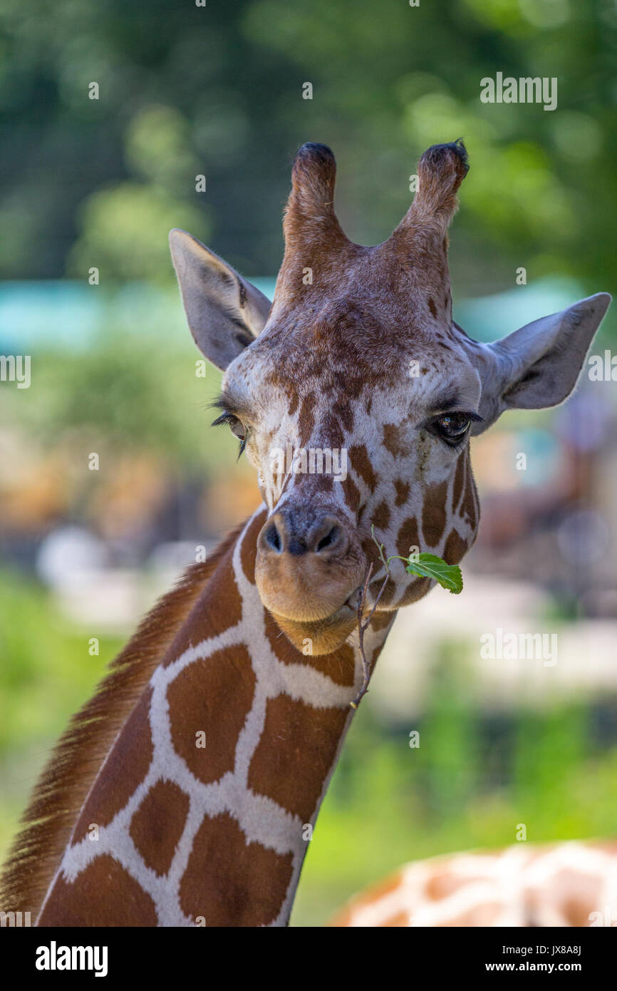 African wildlife ecosystem hi-res stock photography and images - Alamy