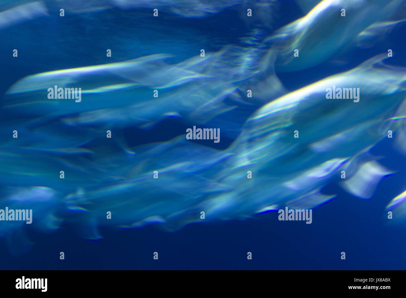 Henry the fish hi-res stock photography and images - Alamy