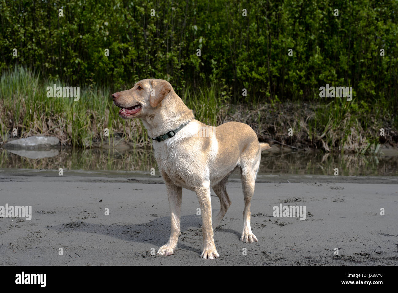 Yellow labrador retriever having fun in the sand at the lake Stock ...