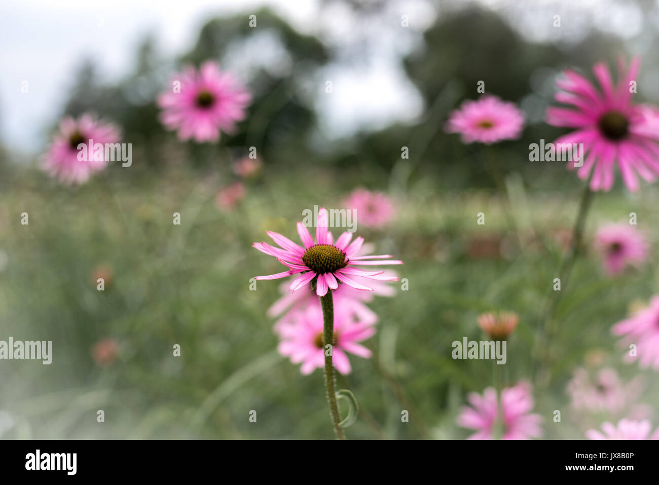 Pink wildflower in and our of focus hi-res stock photography and images ...