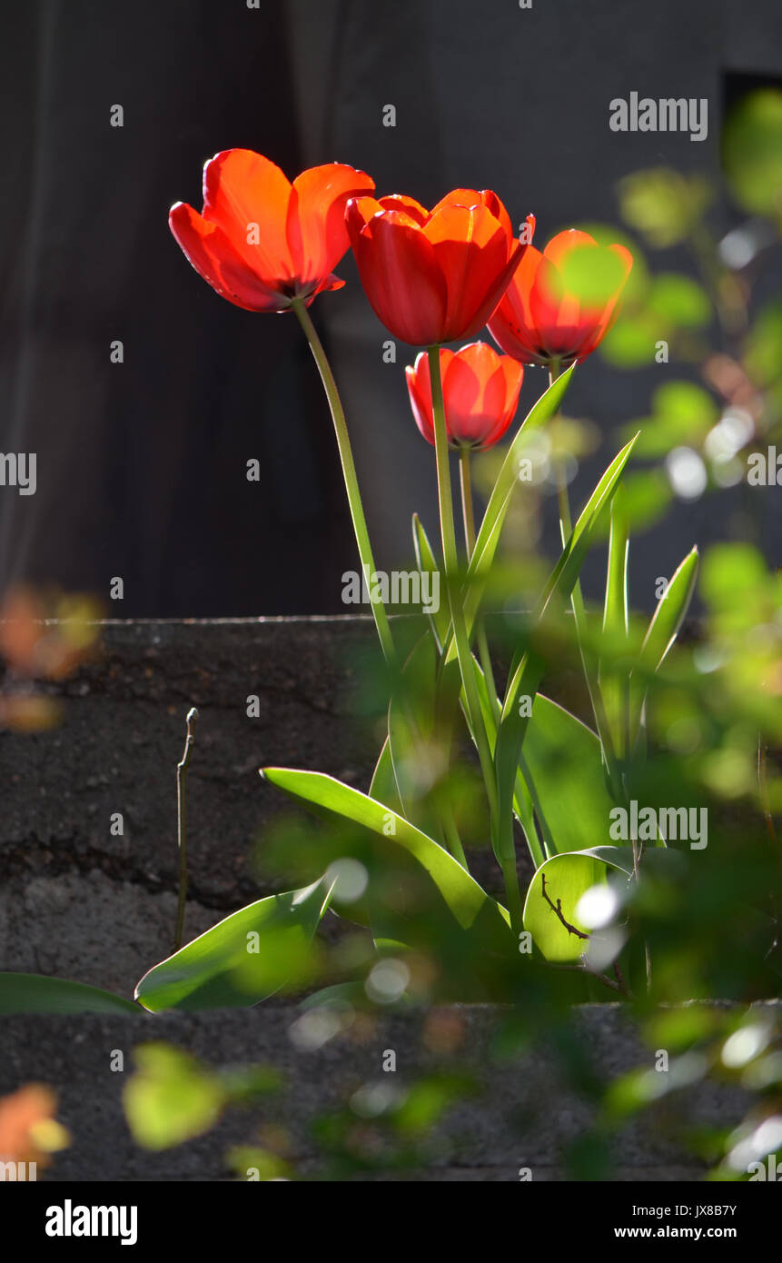 Shining bulbs hi-res stock photography and images - Alamy